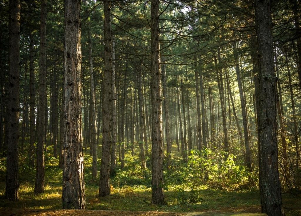EXPLORE SOUTHERN DONCASTER DEMONSTRATION FOREST in NANJEMOY, MD - The ...